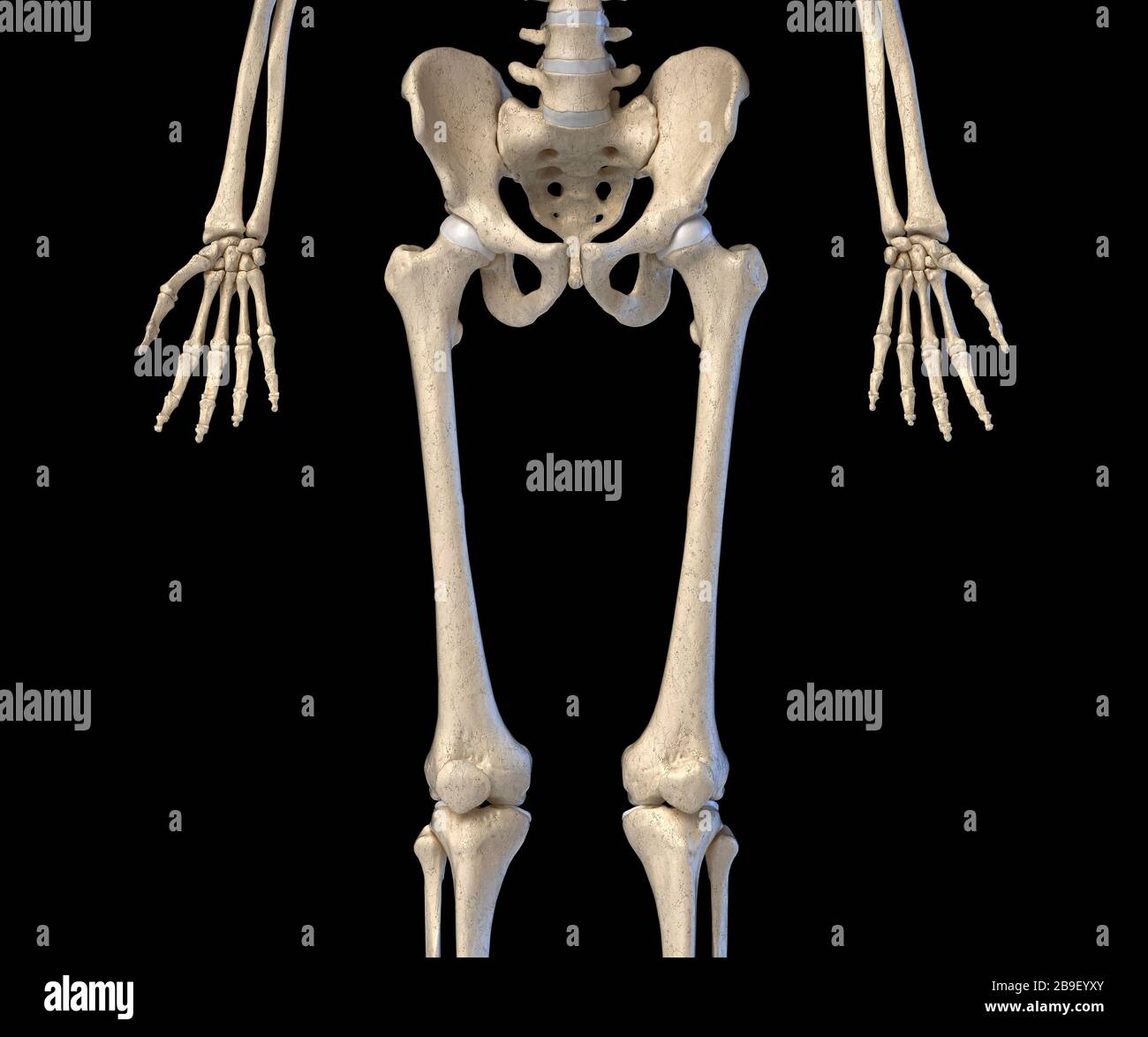 Front view of hip, limbs and hands of human skeletal system, black ...
