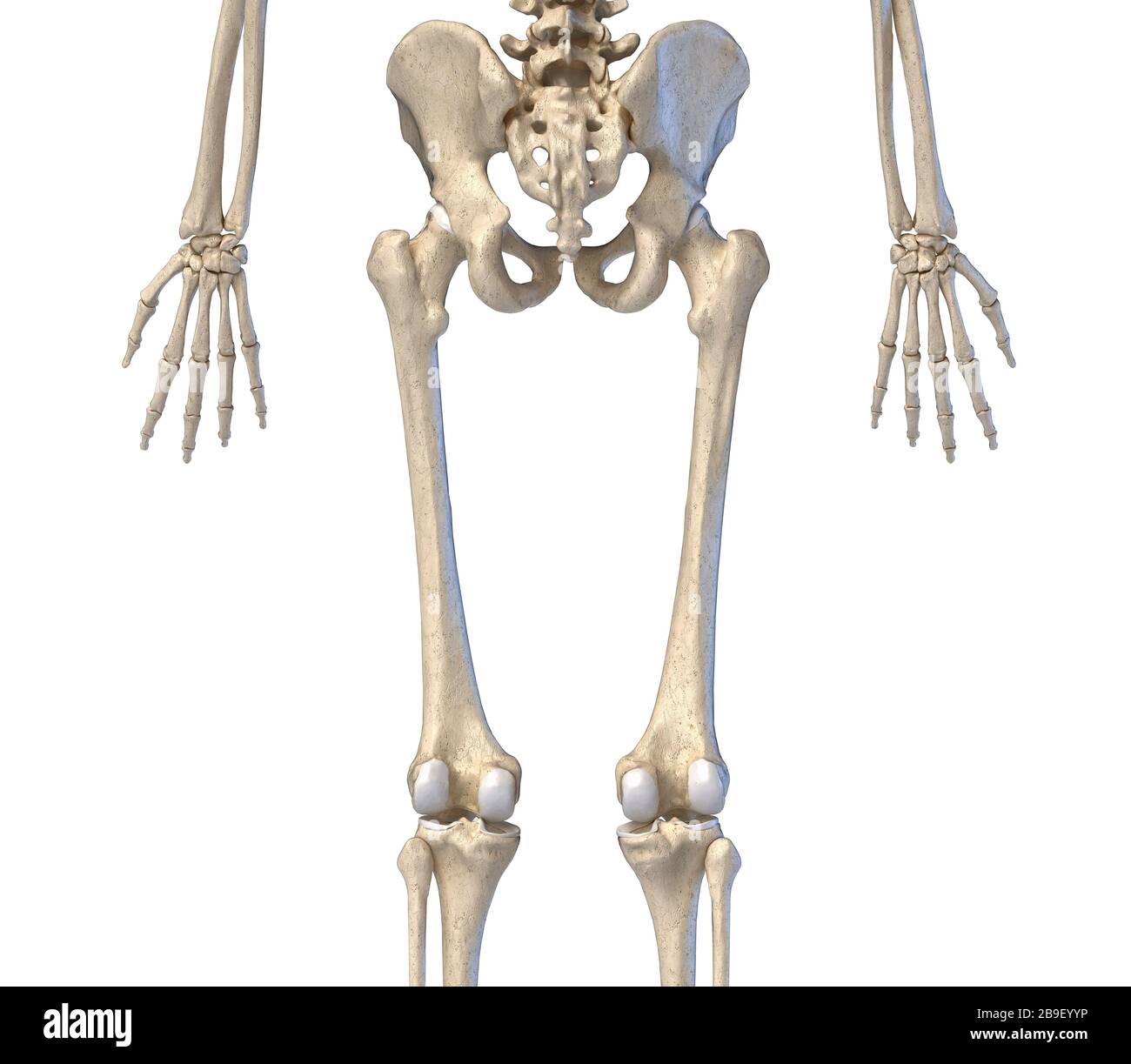 Rear view of hip, limbs and hands of human skeletal system, white ...