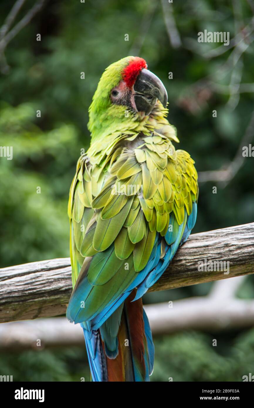 red blue green big parrots from south america Stock Photo - Alamy