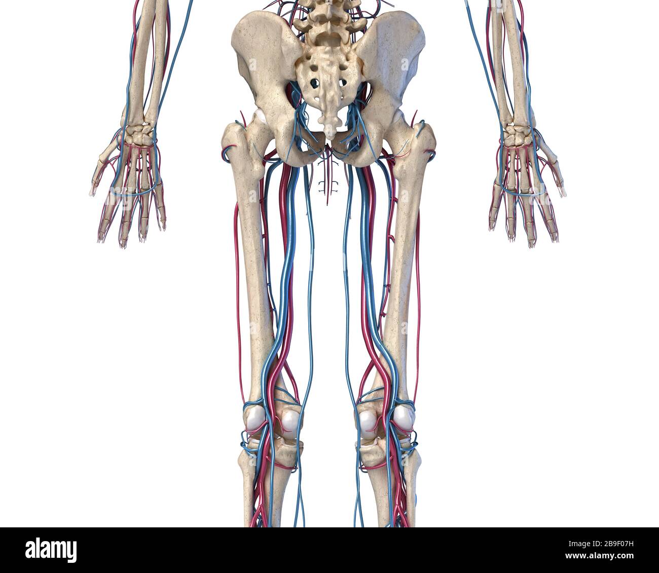 Rear view of hip, limbs and hands of skeletal system with veins and ...