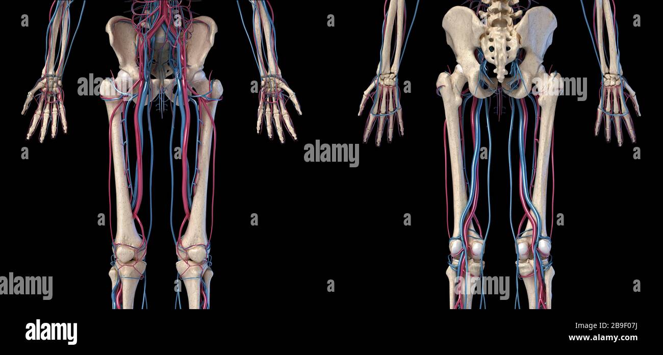 Front and back view of hip, limbs and hands of skeletal system with ...