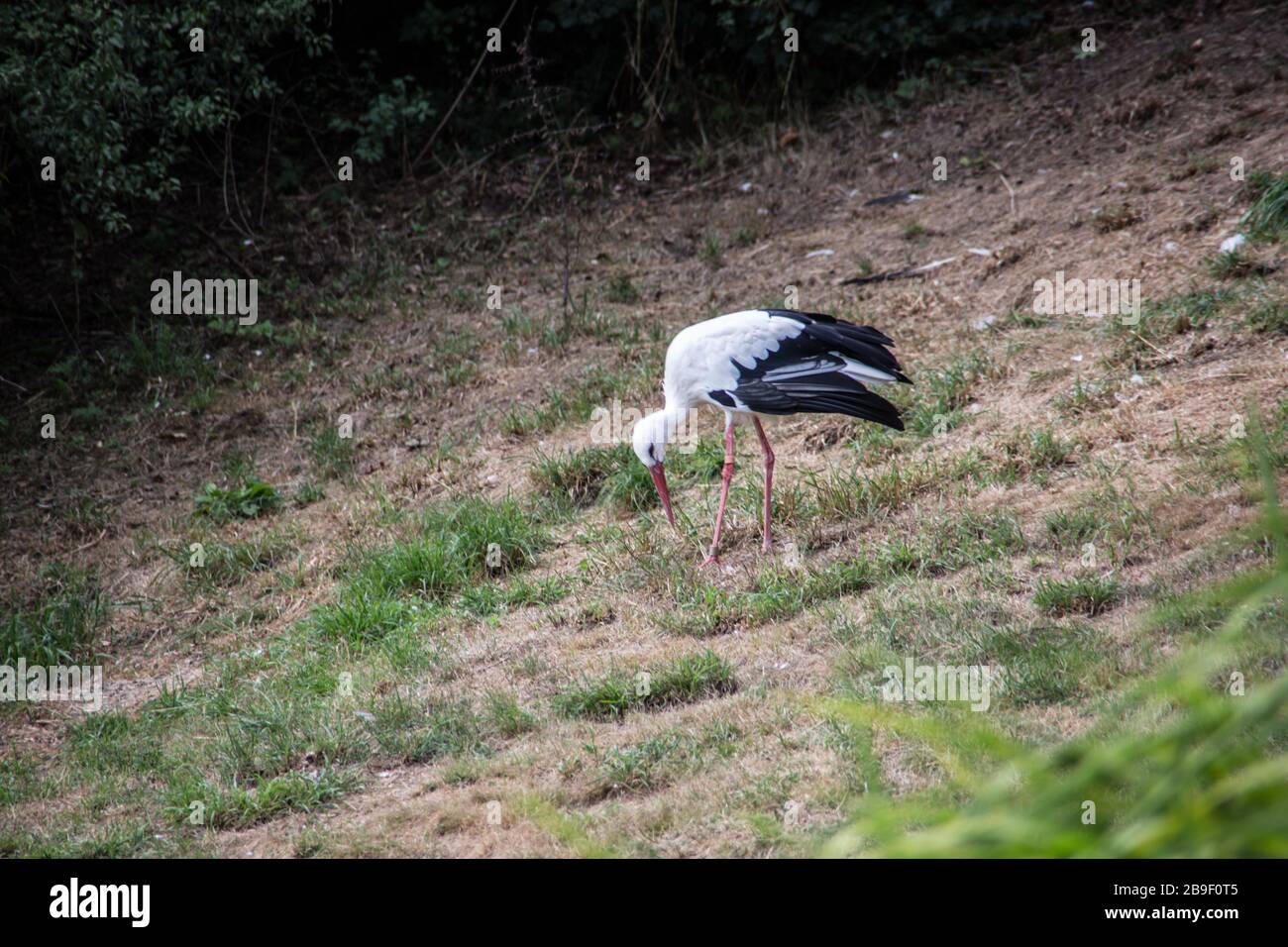 Rattle stork with long, stacking legs Stock Photo - Alamy