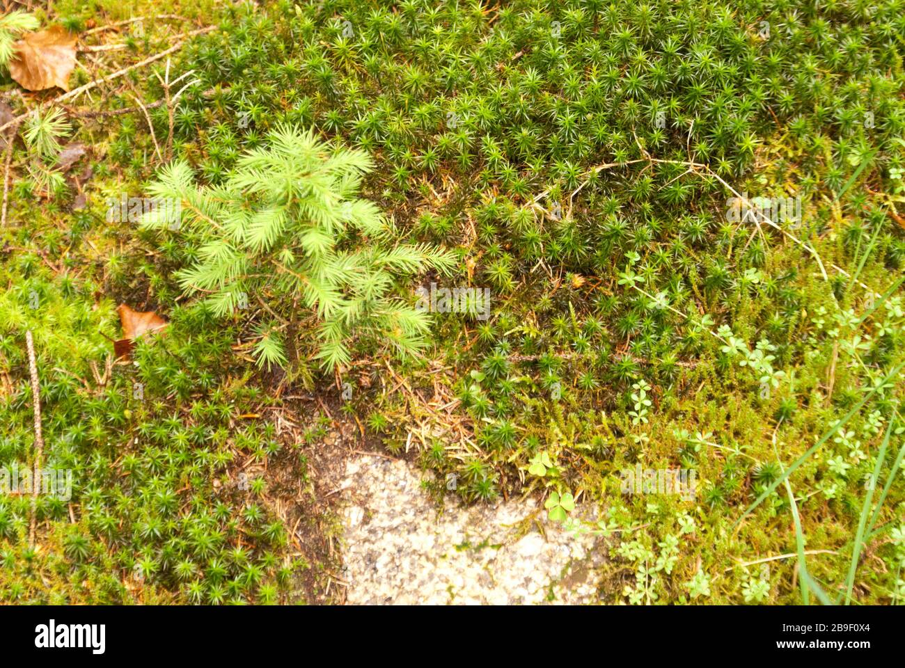 Detail in a german Forest Stock Photo - Alamy