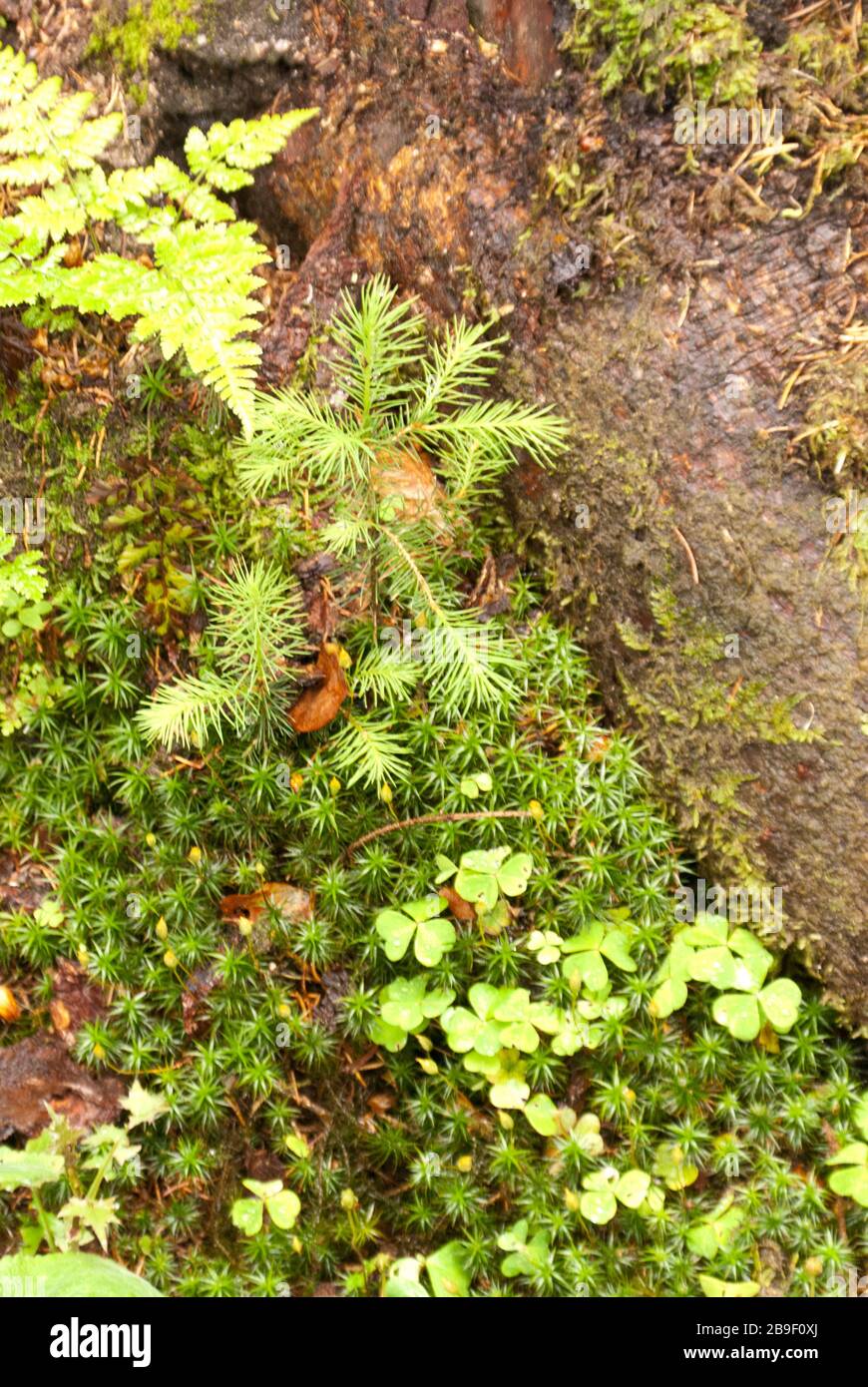 Detail in a german Forest Stock Photo - Alamy