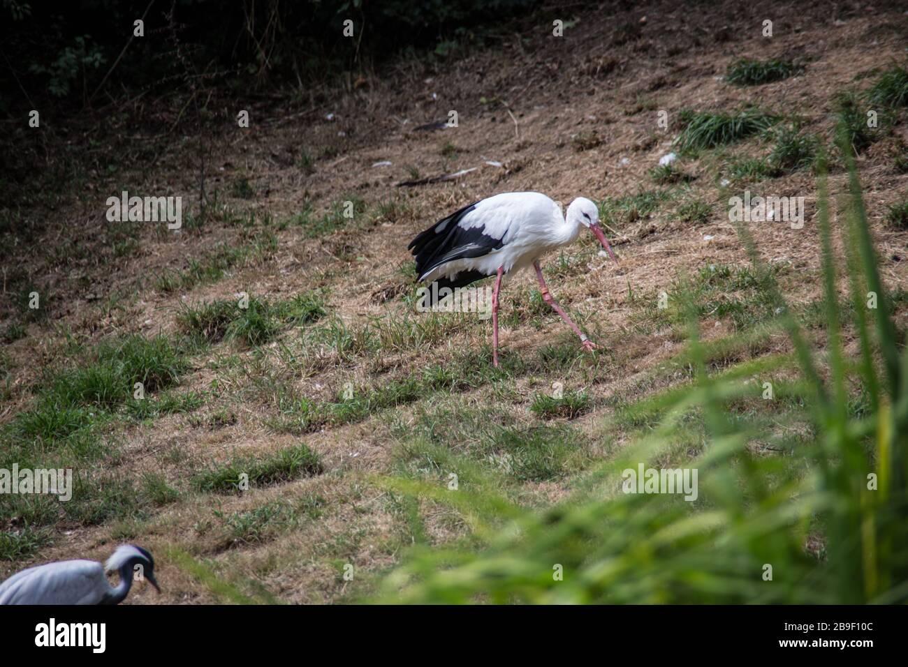 Rattle stork with long, stacking legs Stock Photo - Alamy