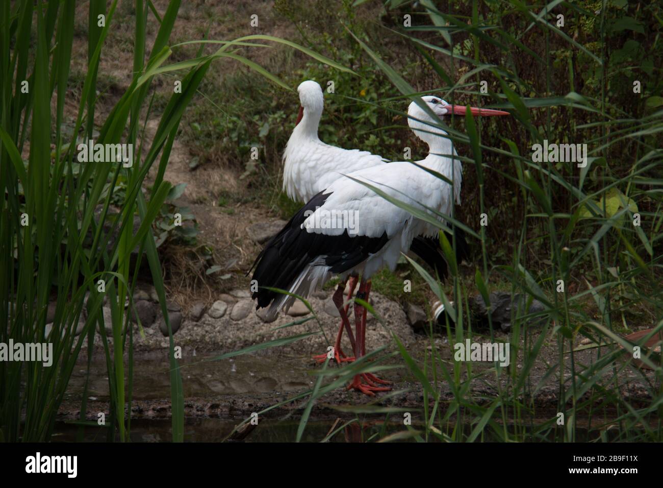 Rattle stork with long, stacking legs Stock Photo - Alamy