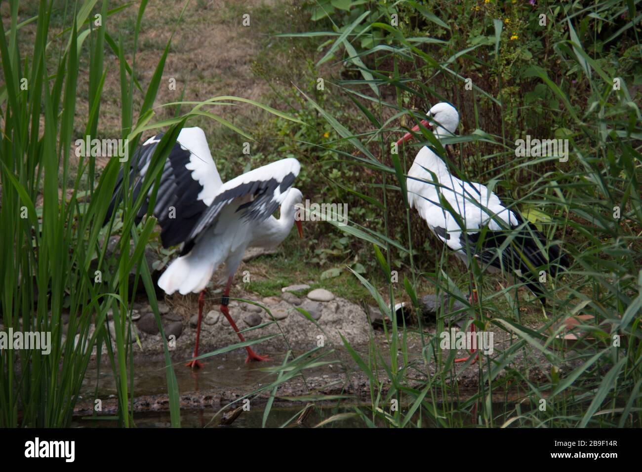 Rattle stork with long, stacking legs Stock Photo - Alamy