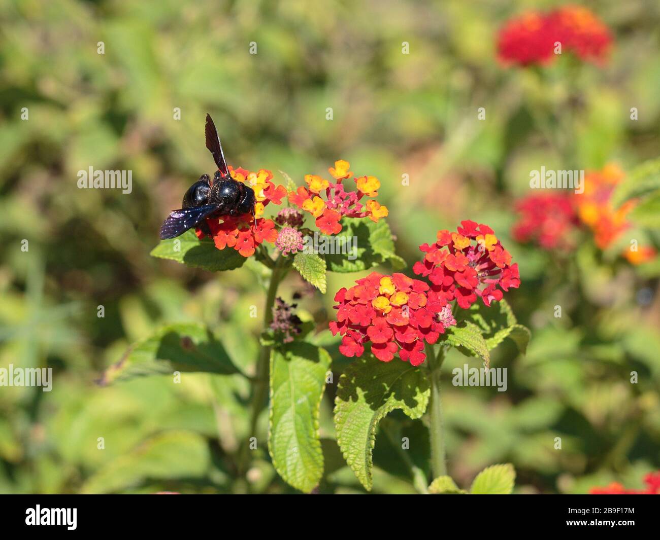 Big Black Hornet on Top of Yellow, Orange and Red Flower Lantana Camara ...