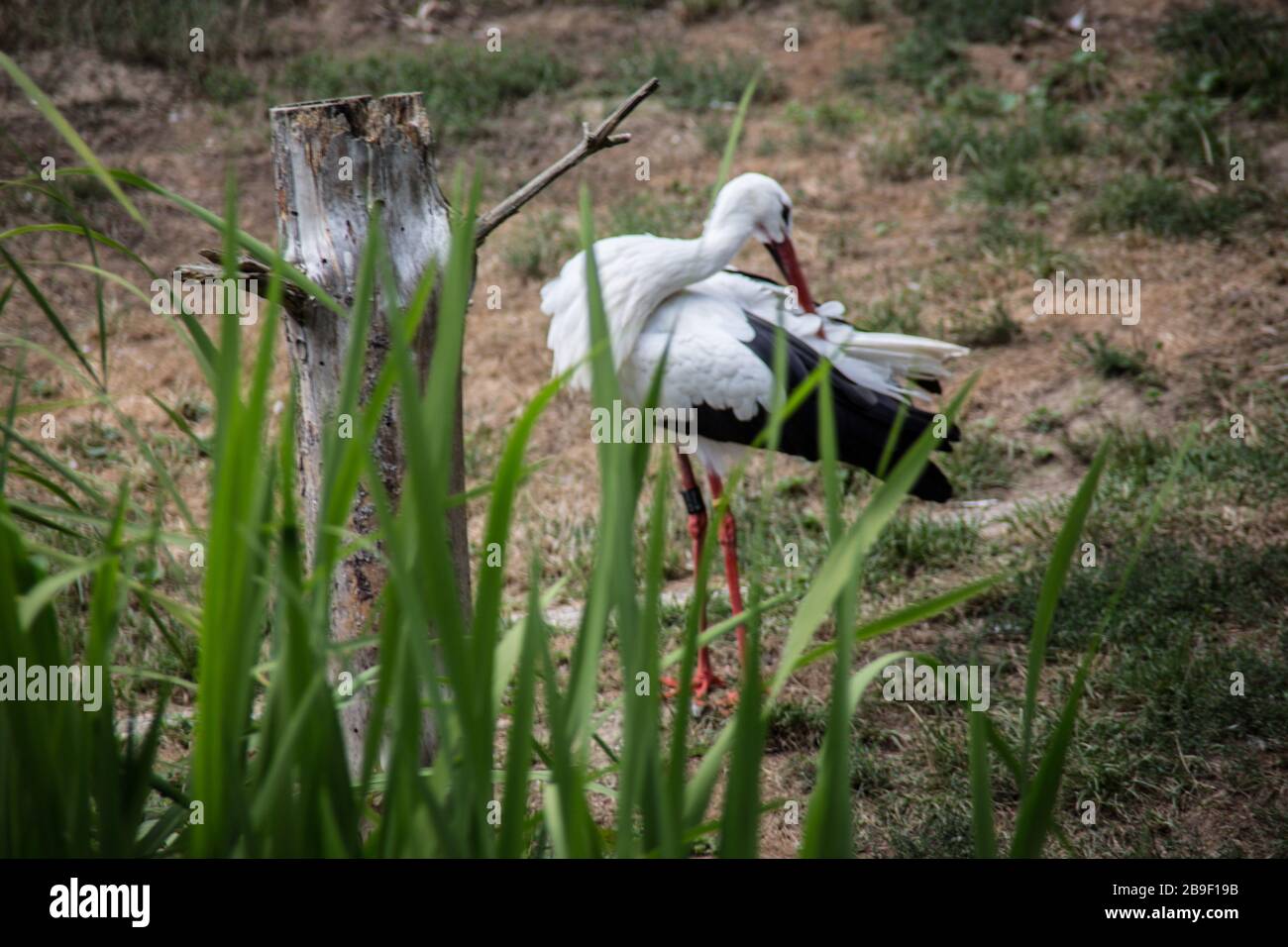 Rattle stork with long, stacking legs Stock Photo - Alamy
