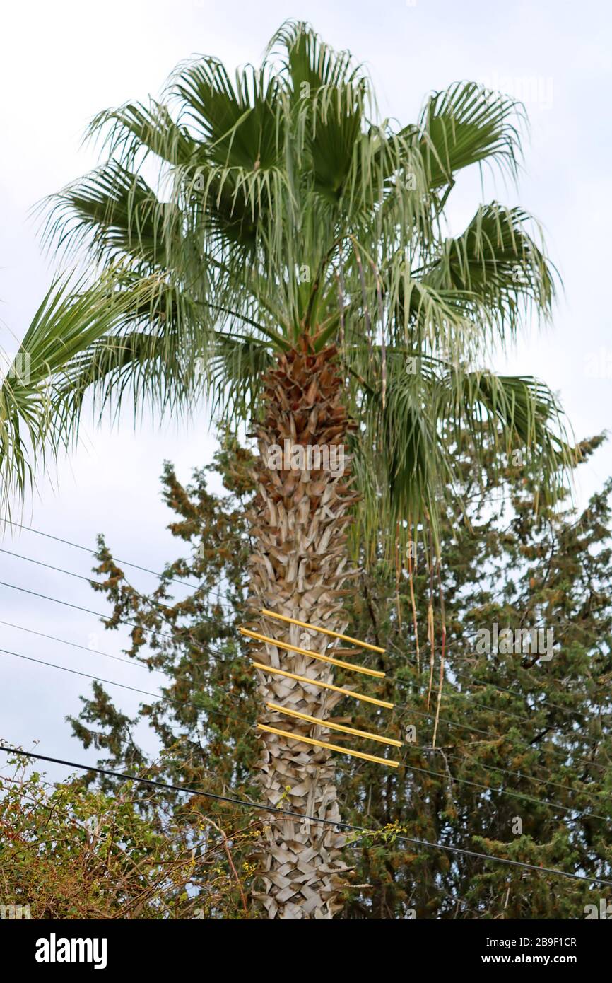 Insulated electrical wires from palm tree, Larnaca, Cyprus Stock Photo ...