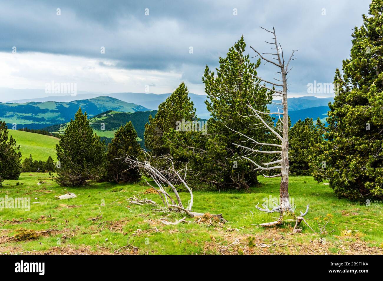 Dead pine trees hi-res stock photography and images - Alamy