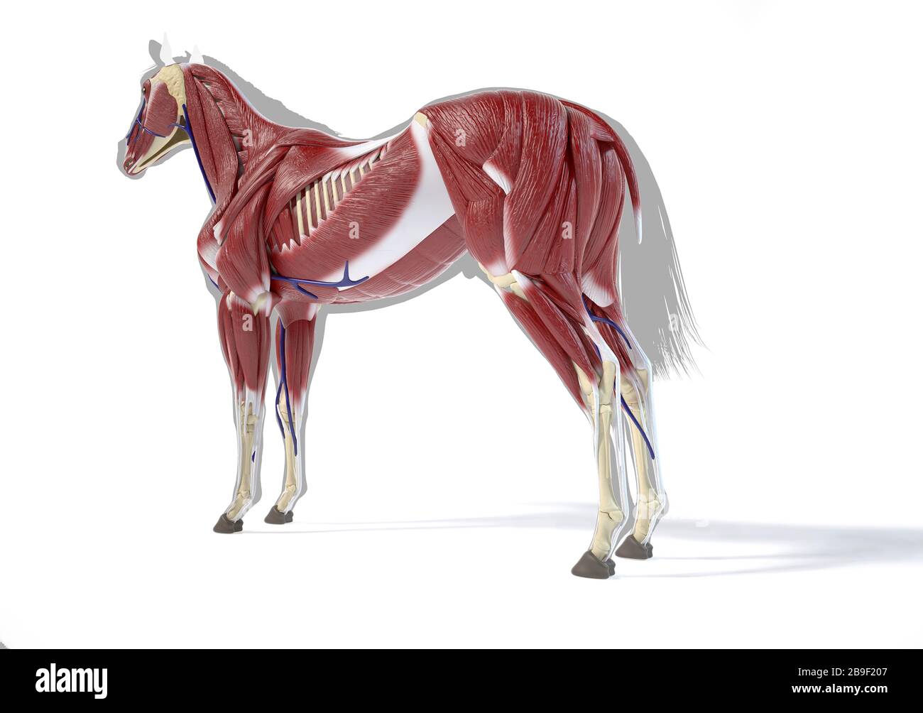 Muscular system of a horse, side perspective on white background Stock ...
