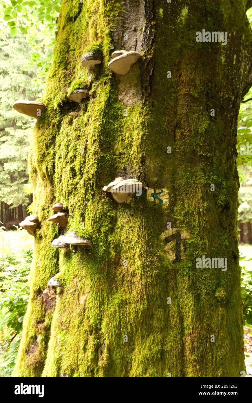 Detail in a german Forest Stock Photo - Alamy