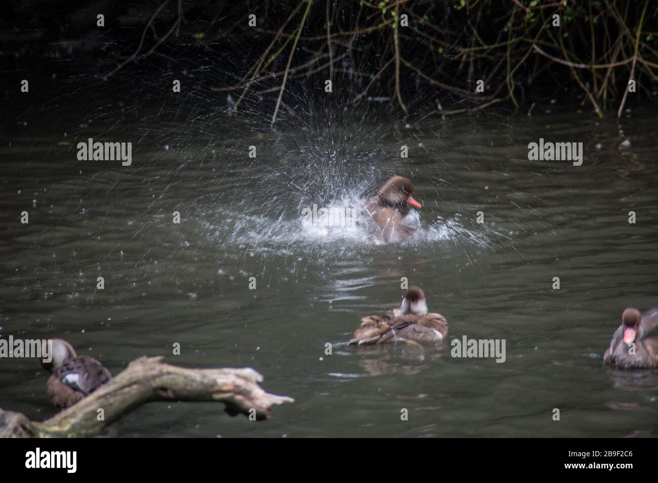 Ducks ripple in the water Stock Photo - Alamy