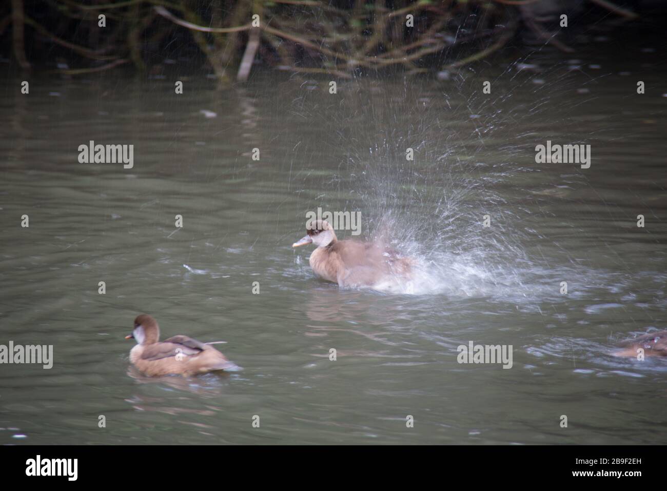Ducks ripple in the water Stock Photo - Alamy