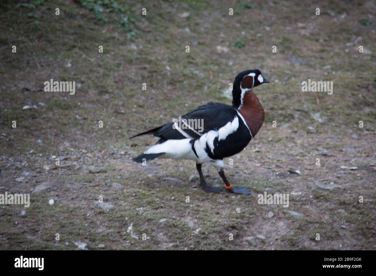 Ducks ripple in the water Stock Photo - Alamy