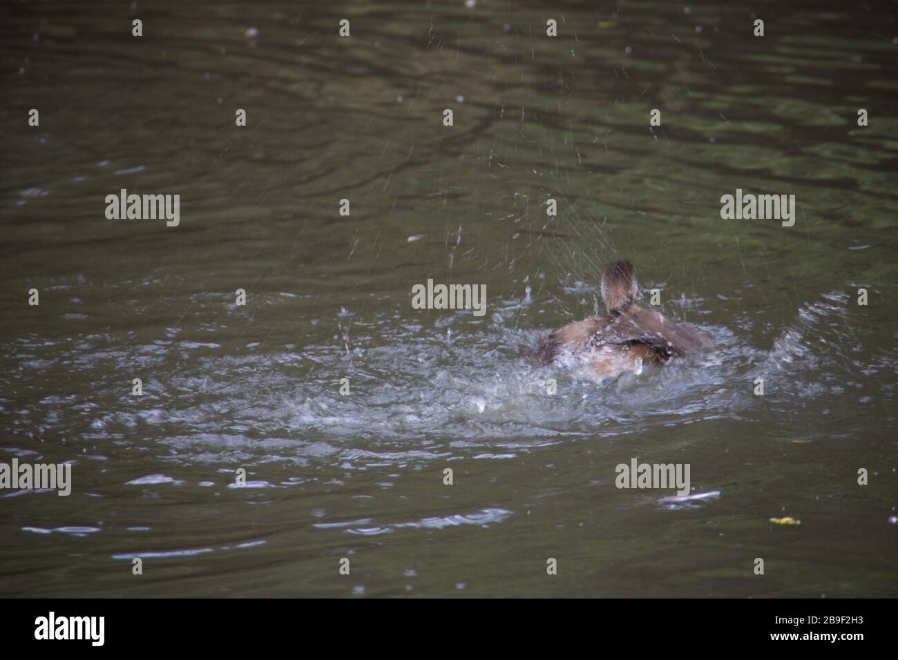 Ducks ripple in the water Stock Photo - Alamy