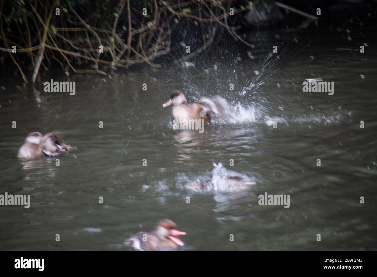 Ducks ripple in the water Stock Photo - Alamy