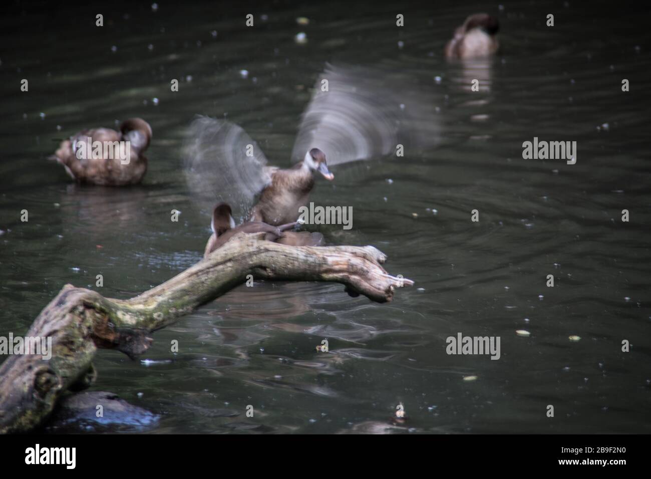 Ducks ripple in the water Stock Photo - Alamy