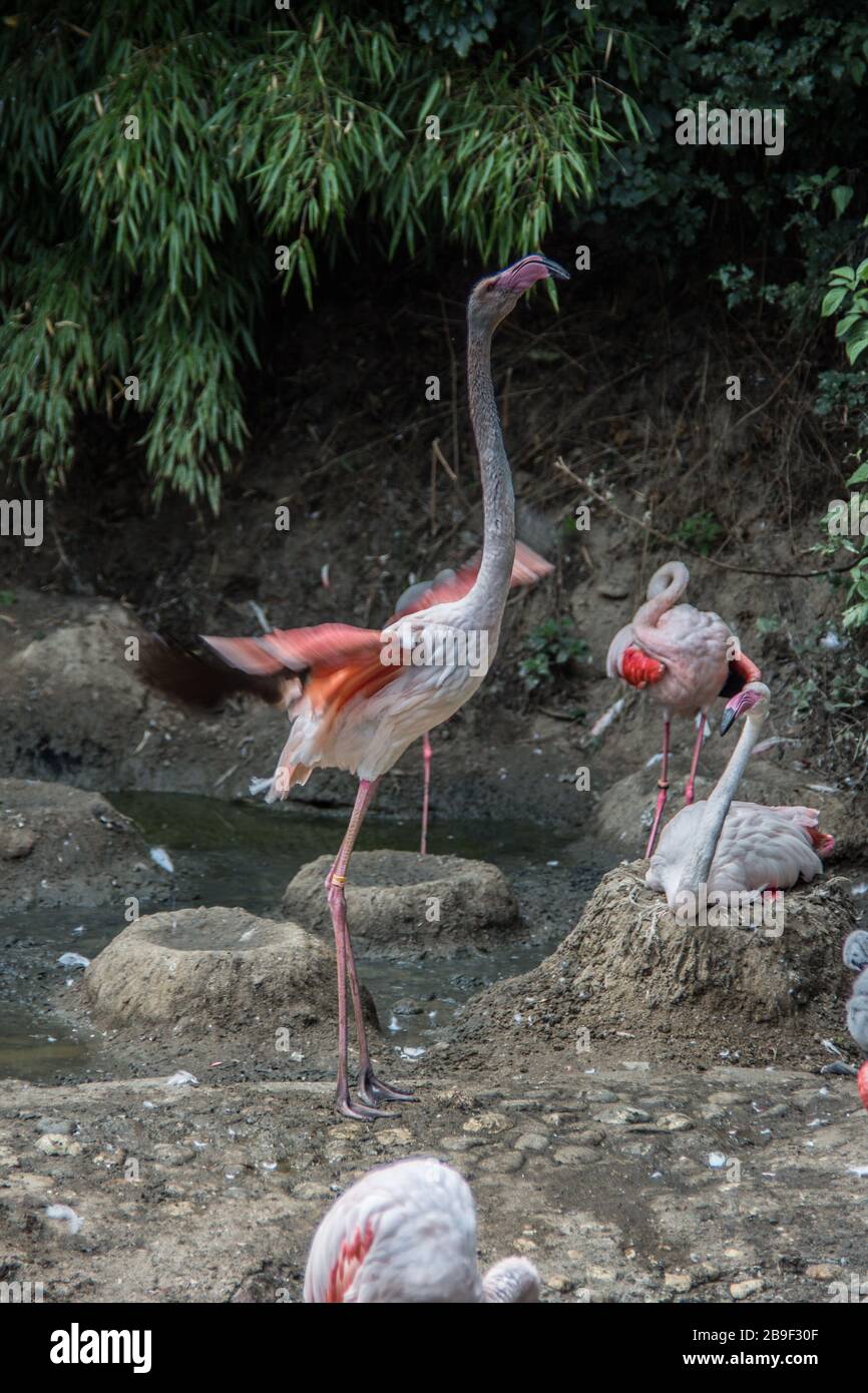 Flamingos with long legs strut around Stock Photo - Alamy