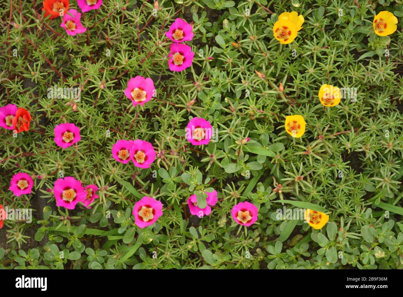 Small flowers texture hi-res stock photography and images - Alamy