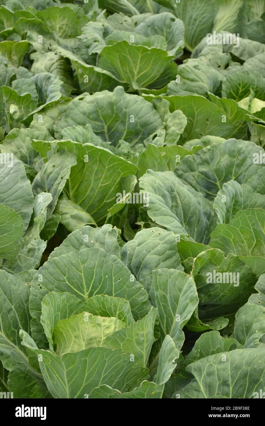 Heads of cabbage large heads hi-res stock photography and images - Alamy