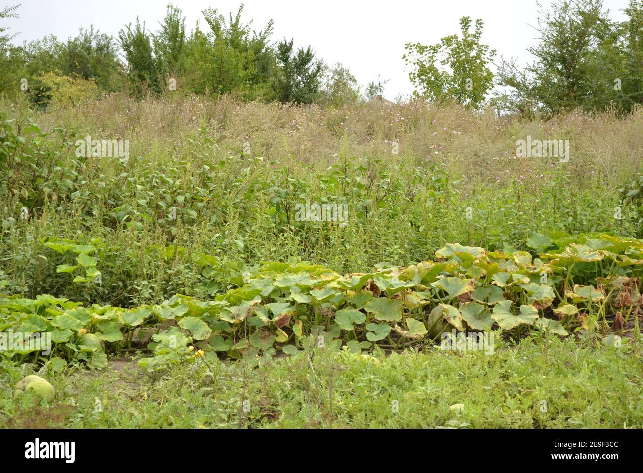 Overgrown abandoned garden. Tall bushes and trees in an abandoned ...
