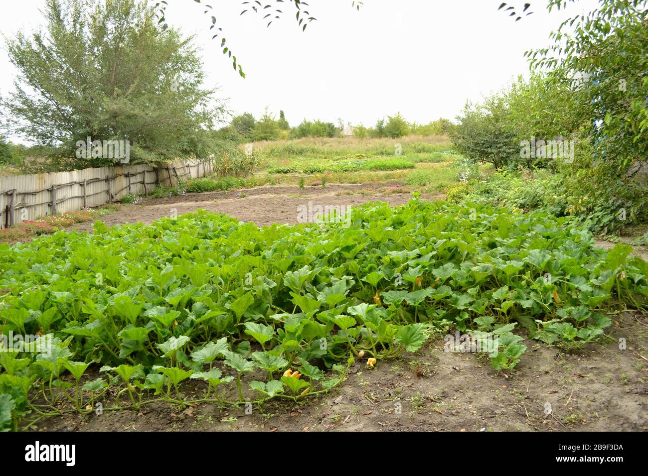 Village garden with homemade fruits and vegetables. Farm for growing ...