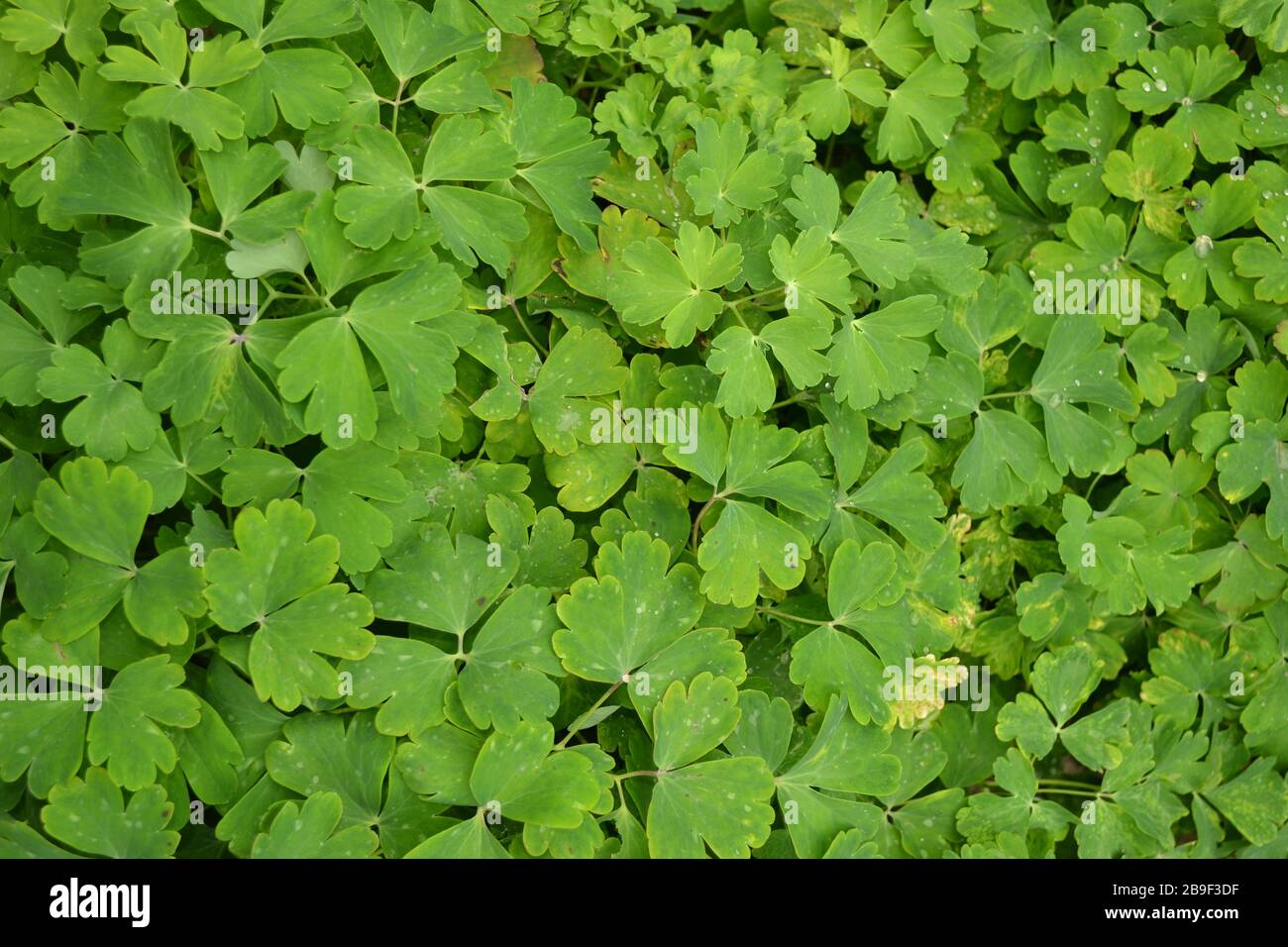 Natural green background of small leaves Stock Photo - Alamy