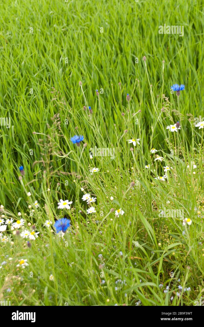 Field with Flowers in Germany Stock Photo - Alamy