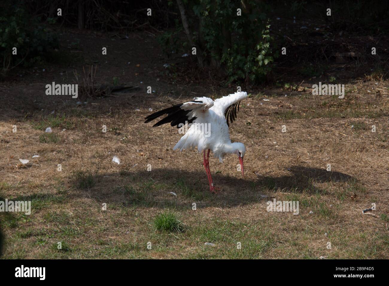 Rattle stork with long, stacking legs Stock Photo - Alamy