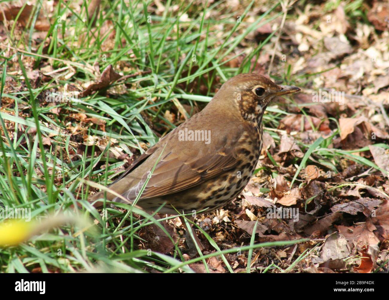 Vogels song hi-res stock photography and images - Alamy