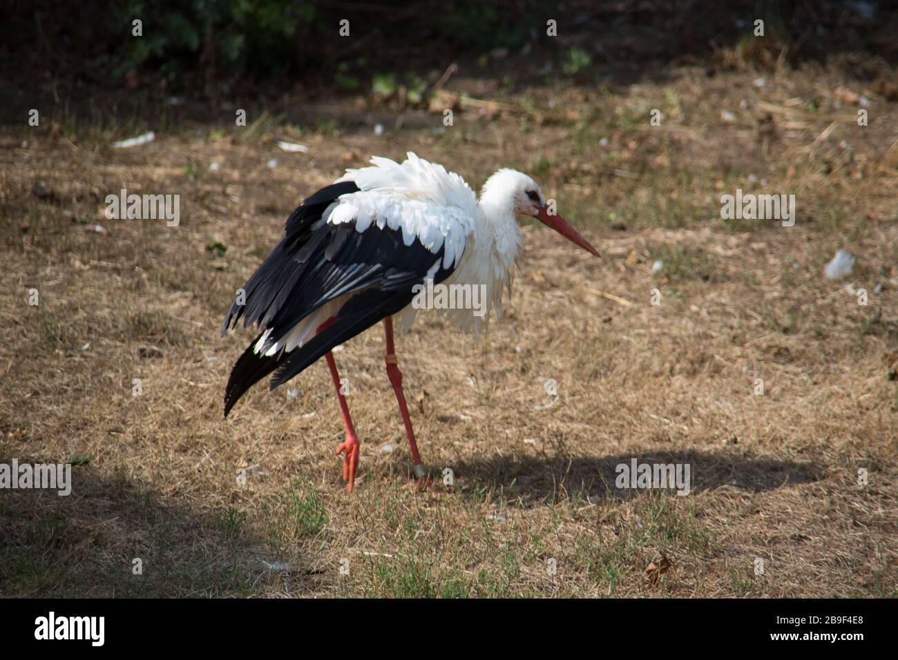 Rattle stork with long, stacking legs Stock Photo - Alamy