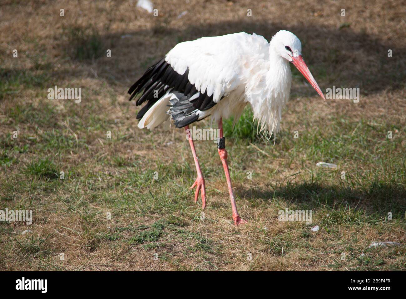 Rattle stork with long, stacking legs Stock Photo - Alamy