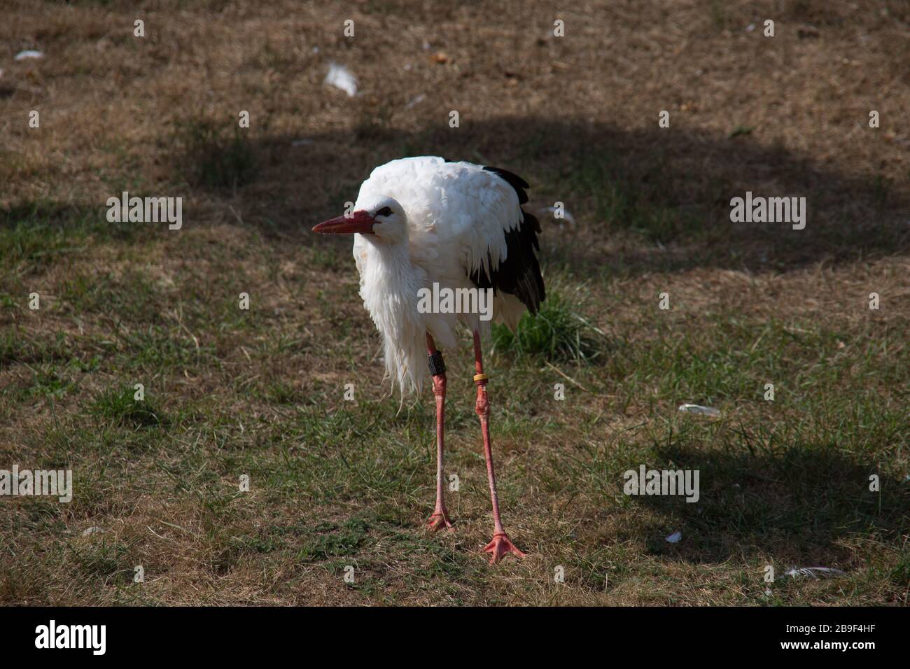 Rattle stork with long, stacking legs Stock Photo - Alamy