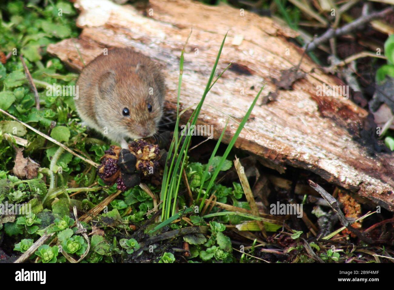 Field mouse Feeding Stock Photo - Alamy