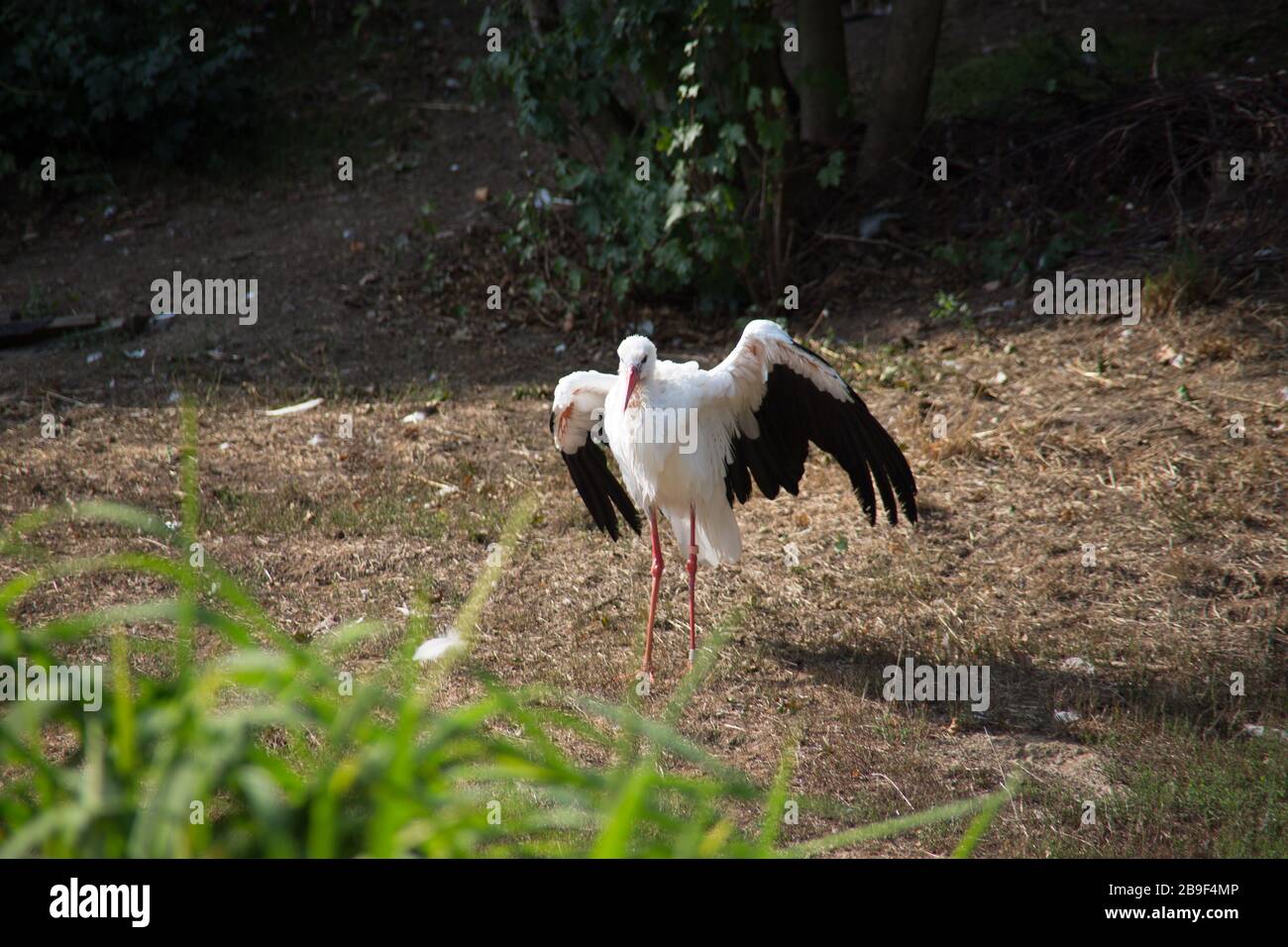Rattle stork with long, stacking legs Stock Photo - Alamy
