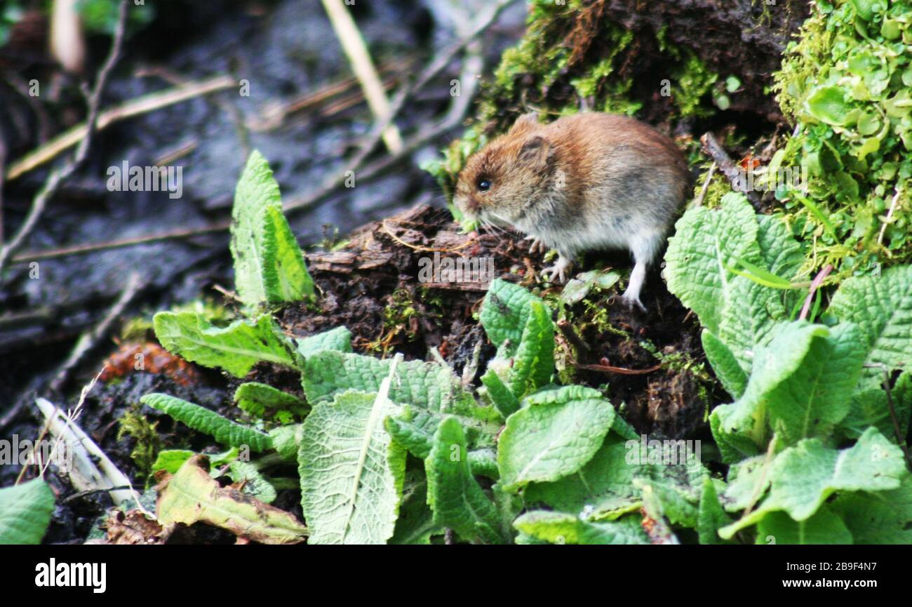 Ratón de campo hi-res stock photography and images - Alamy