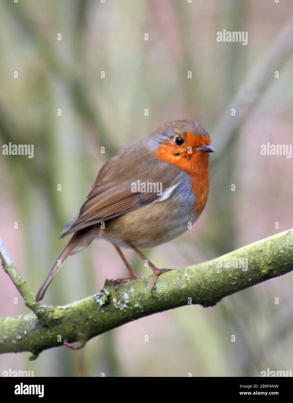 Uccello canoro hi-res stock photography and images - Alamy