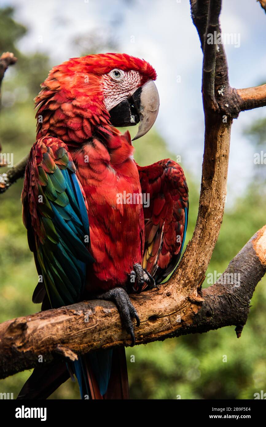 colorful big blue, red, green parrots in the tree Stock Photo - Alamy