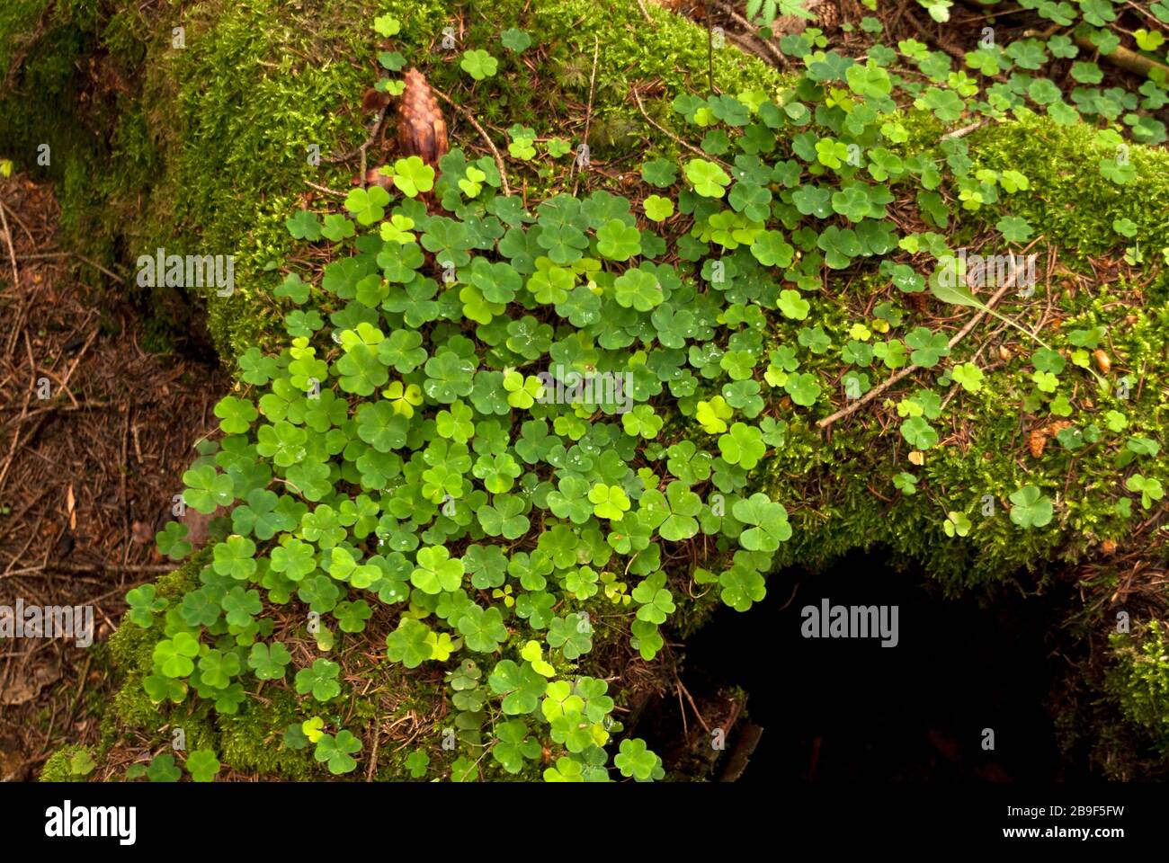 Detail in a german Forest Stock Photo - Alamy