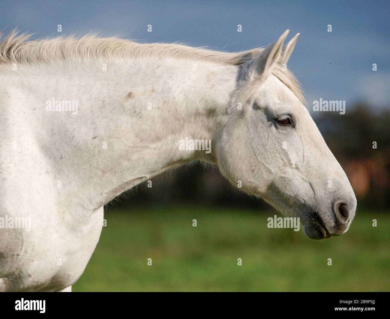 Grey thoroughbred mare hi-res stock photography and images - Alamy