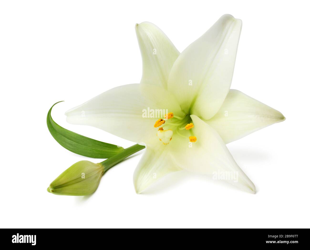 Beautiful white Lily (Lilium, Liliaceae) with bud isolated on white ...