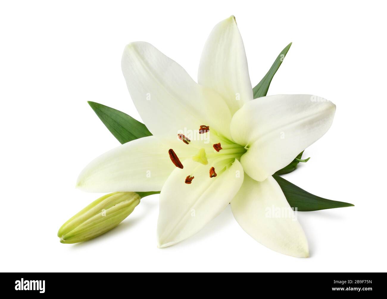Beautiful white Lily (Lilium, Liliaceae) with bud isolated on white ...