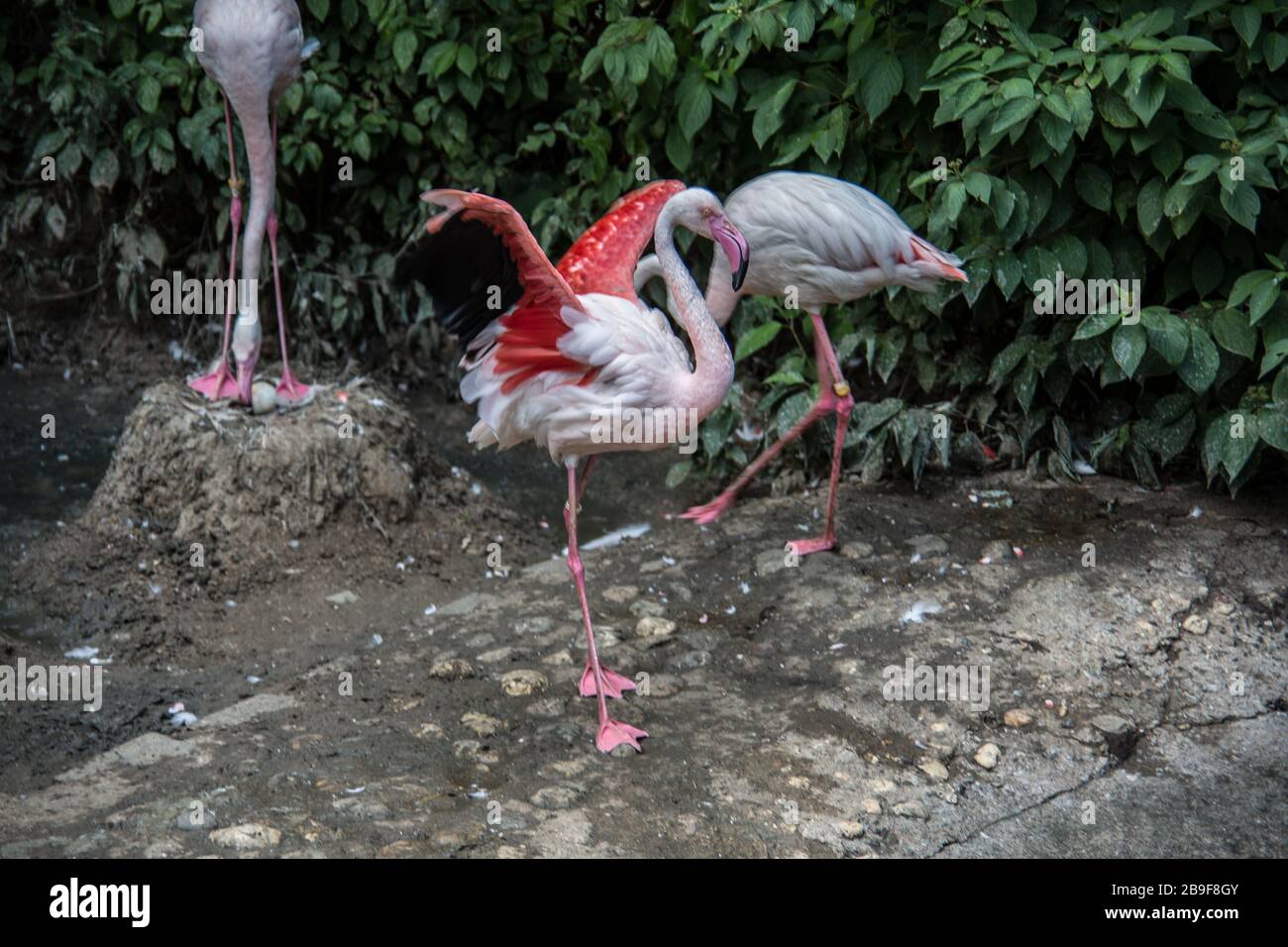Flamingos with long legs strut around Stock Photo - Alamy