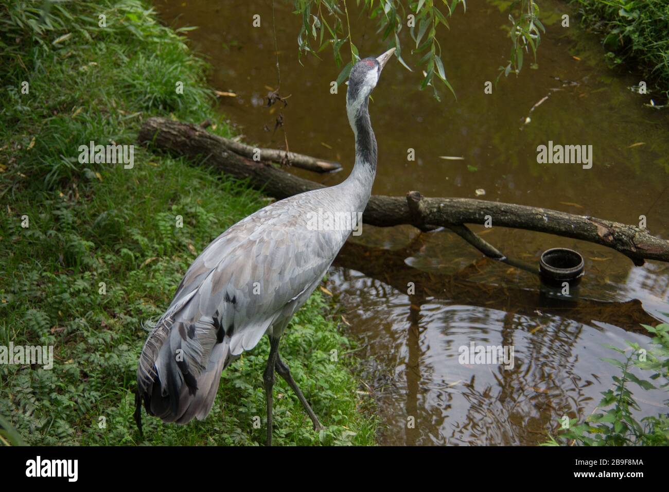 gray crane with head section and long neck Stock Photo - Alamy