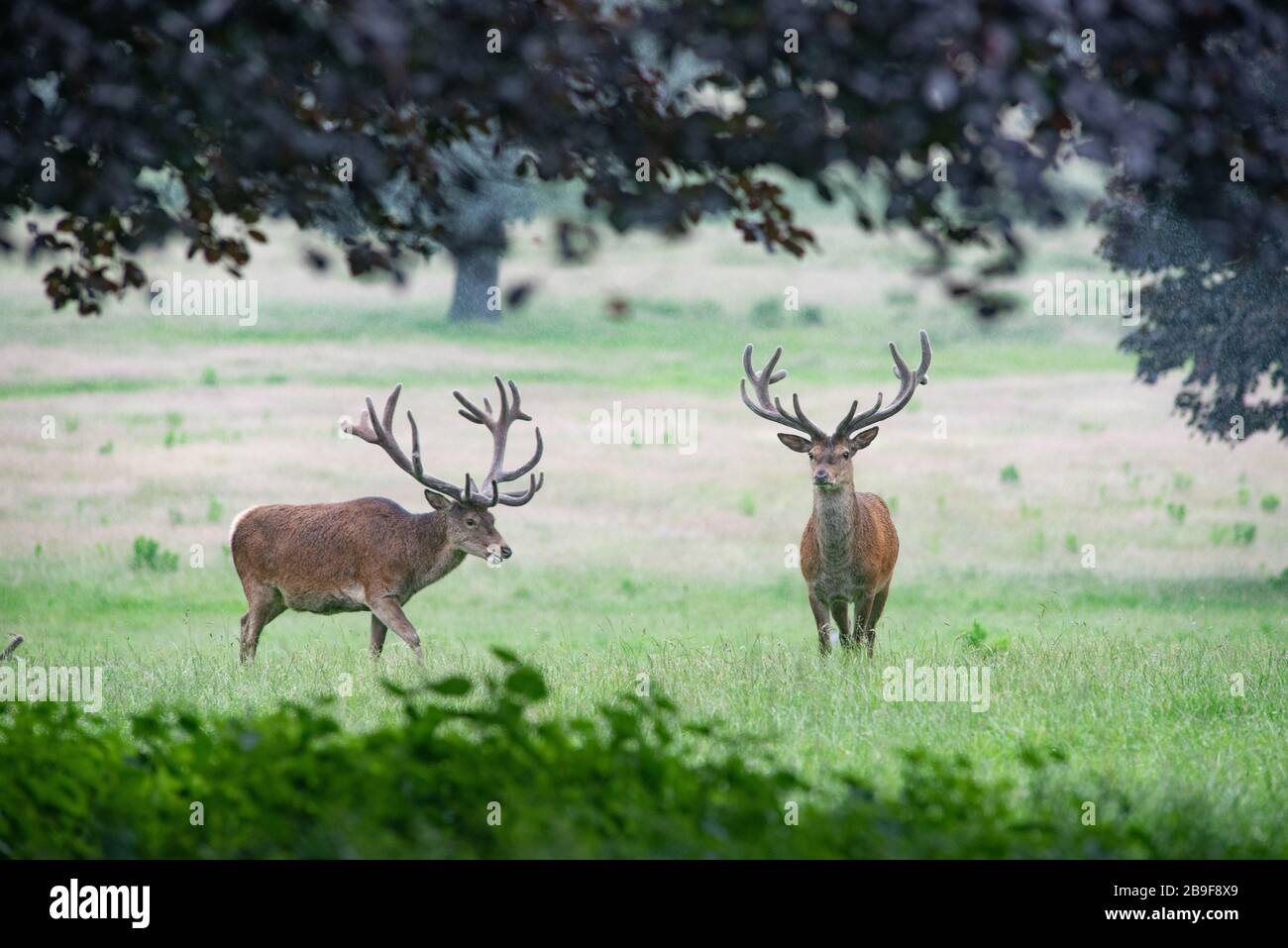 Stags in wollaton park hi-res stock photography and images - Alamy