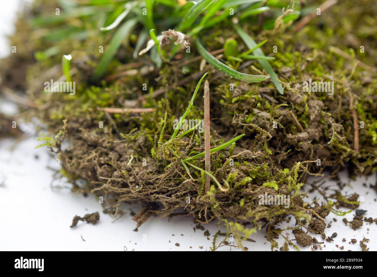 image of a piece of soil with roots in studio Stock Photo - Alamy
