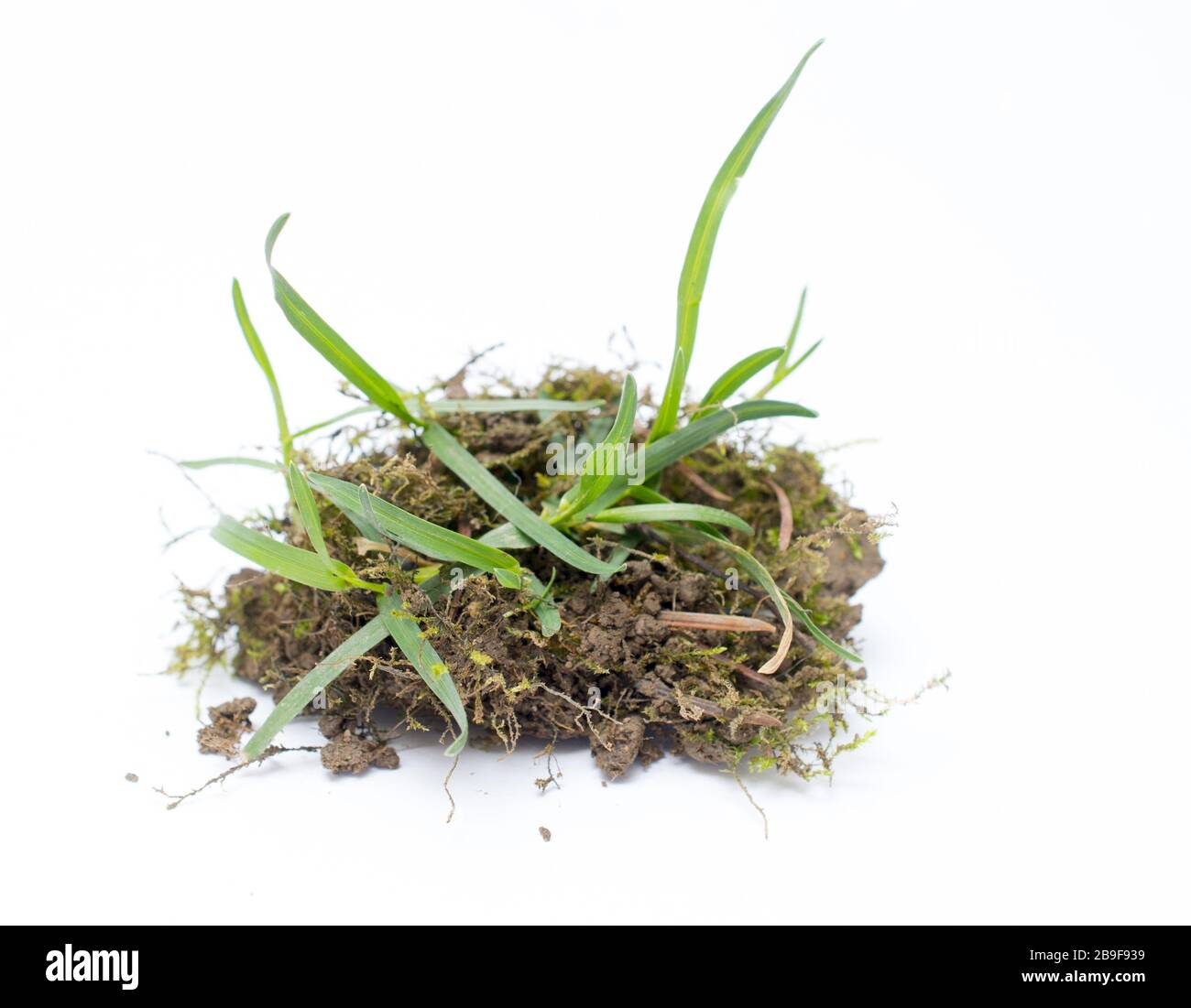 image of a piece of soil with roots in studio Stock Photo - Alamy