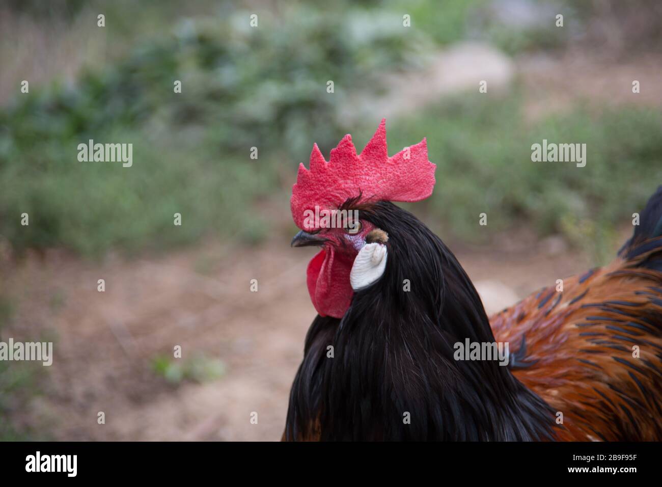 Rooster with a beautiful comb Stock Photo - Alamy